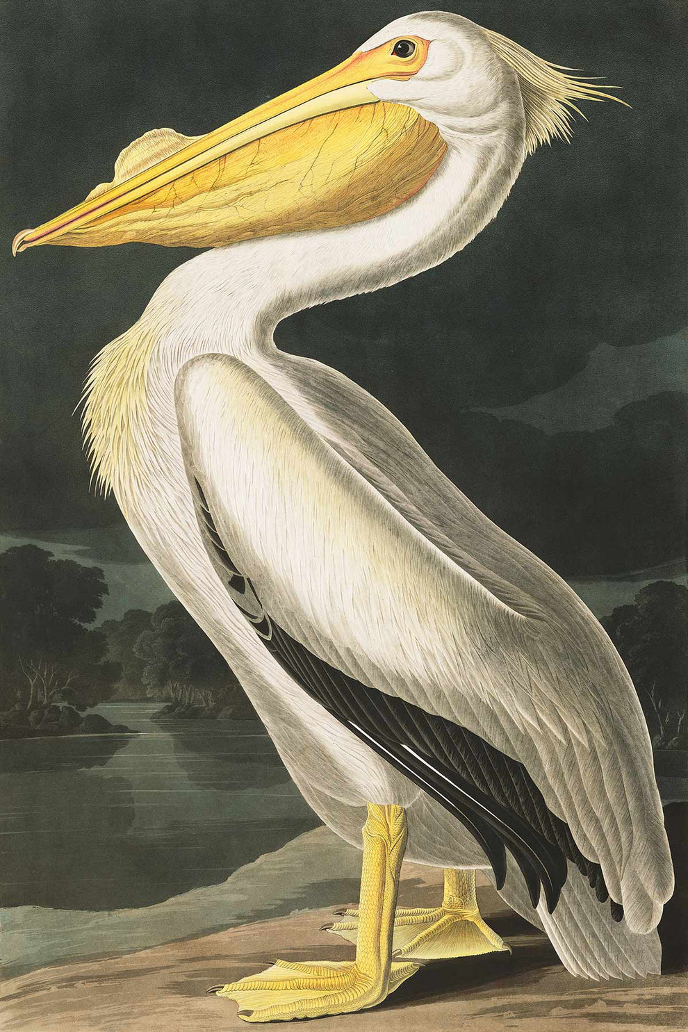 Vintage Pelican Illustration Mural Wallpaper | Ever Wallpaper ...
