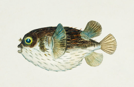 Vintage Nautical Fish Illustration Wallpaper Mural | Ever Wallpaper