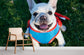 Bulldog Smile Animal Photo Murals | Ever Wallpaper US