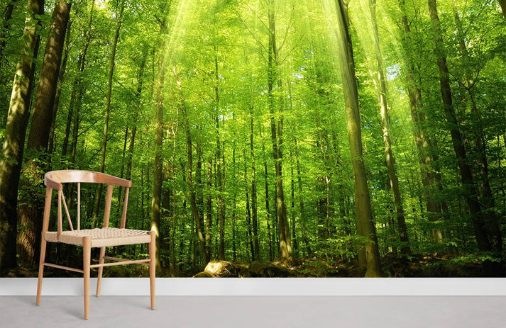 Sunlit Forest Greenery Wall Mural | Ever Wallpaper – Everwallpaper
