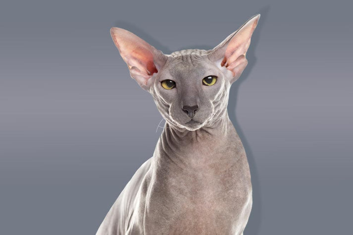 Elegant Grey Sphynx Cat Mural Wallpaper | Ever Wallpaper – Everwallpaper