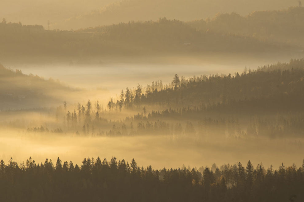 Misty Dawn Forest Landscape Mural Wallpaper | Ever Wallpaper ...