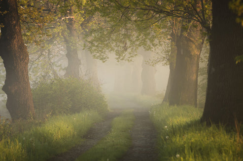 Misty Forest Path Green Mural Wallpaper | Ever Wallpaper – Everwallpaper