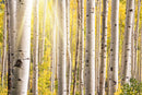 Sunny Birch Forest Nature Mural Wallpaper | Ever Wallpaper
