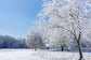 Serene Winter Silver Trees Landscape Wall Mural | Ever Wallpaper